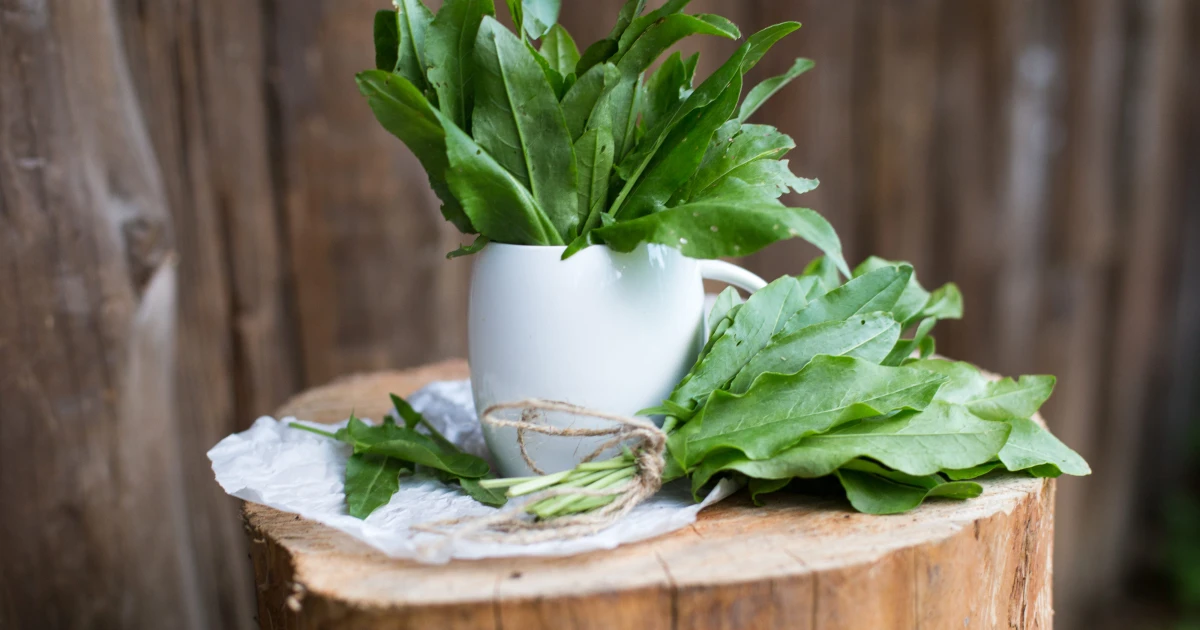 Măcriș - efecte curative și arome versatile - Alphega